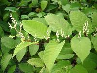 China Resveratrol Extract 50%,80%,98%, TCM Extract, CAS: 501-36-0, anti-oxidant, Chinese Manufacturer for sale