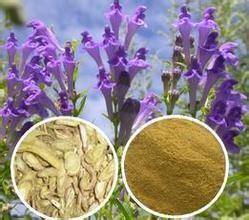 China Radix isatidis P.E. with manufacture quality garantee, Antibacterial anti-inflammatory, Yucca Extract for sale