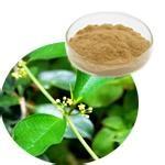 China Gymnema Extract Gymnemic acids 25%,Weight loss, reduce blood glucose and blood sugar for sale
