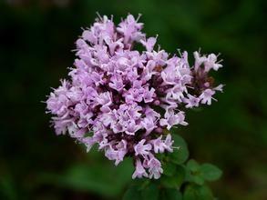 China Thyme Extract 10:1  TLC antibacterial, and stop itching, alleviate stress for sale