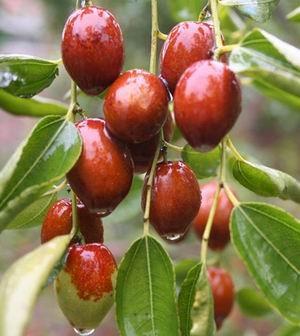 China Wild Jujuba Extract  Jujubosides min 2% UV, Jujuboside A+B HPLC treat ND, sleeplessness for sale