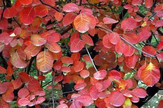 China Fisetin (boxwood extract)98% HPLC,  Cotinus coggygria Extract, CAS No.: 528-48-3  natural Analgesic for sale