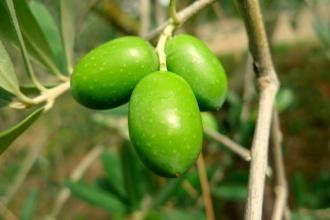 China Liver protect ingredients, Oleanic acid 98%,65%,55%, Cortex Phellodendri Extract, Radix Root Extract, Chinese herbal ext for sale