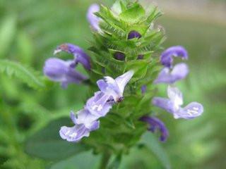 China Prunella Vulgaris Extract, Goldenrod Extract, Traditional Chinese Medicine Extract, Antibacterial anti-inflammatory for sale
