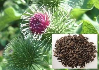 China Arctium Extract, Arctiin 40% HPLC, anti bacterial, Kudzu Root extract, Puerarin 98%, Chinese supplier  TCM Extract, hot for sale