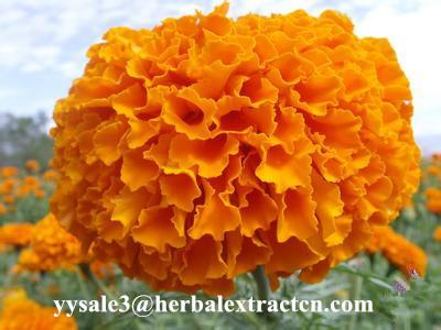 China Marigold P.E ,  Lutein  10% 20% 80%  natural colorant , antioxidant, Chinese exporter, CAS NO.: 127-40-2, eyes protect for sale