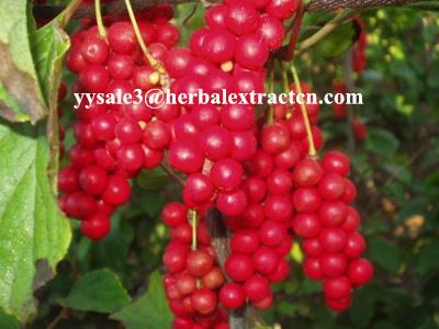 China Schisandra P.E. Brown yellow fine powder, NATURAL liver protection, Anti-knub, Schisandrins 2%,5%,9% for sale