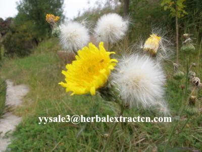 China Dandelion P.E. Enhance immunity, top quality,clearing away heat and toxic material, manufacturer and exporter for sale