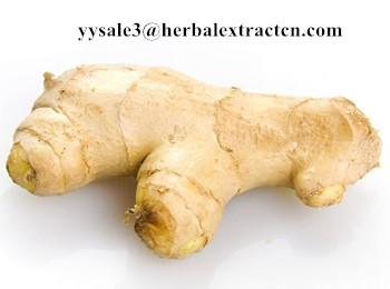 China Ginger Extract,Black ginger Extract, Gingerol 5% 6% HPLC, 10:1, CAS No.: 1391-73-7, blood stimulant and cleansing,nature for sale