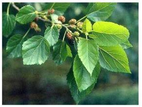 China Mulberry Leaf Extract, 1-DNJ 1%, 10：1, Chinese Manufacturer, natural reduce blood glucose, High quality for sale