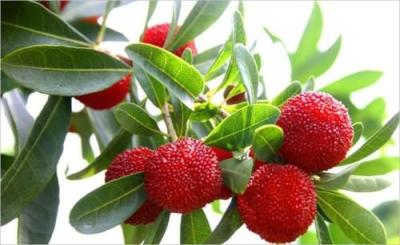 China Bayberry bark Extract, Myrica rubra extract, CAS No: 529-44-2, natural ingredient Myricetin for sale