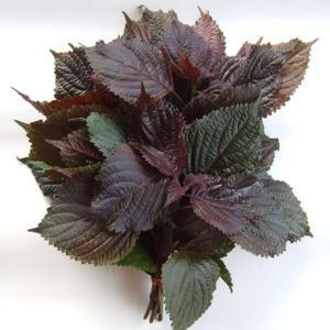 China Perilla Frutescens Extract, 10:1 TLC, 100% natural food ingredient, ISO certified. Shaanxi Yongyuan for sale