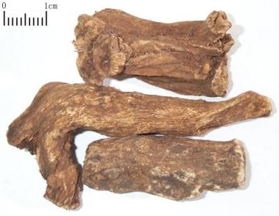China Costus Extract, kuth Extract, 10:1 TLC, Traditional Chinese Medicine, Manufacturer for sale