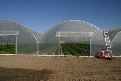 China Tunnel plastic film for sale