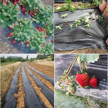 China Agriculture and garden mulch plastic film for sale