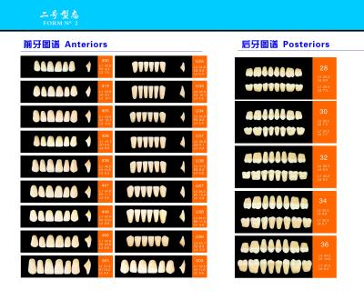 Cina Denti dentari artificiali ad alta resistenza della resina acrilica con l'alta biocompatibilità in vendita