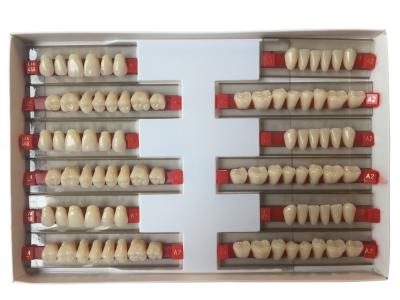 Cina Denti dentari artificiali ad alta resistenza della resina acrilica con l'alta biocompatibilità in vendita