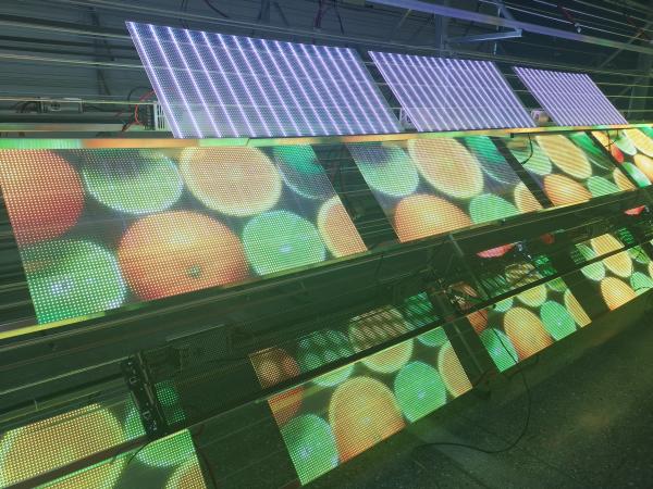 Quality Indoor advertising Flexible Transparent Display Screen P6 LED Display Film for sale
