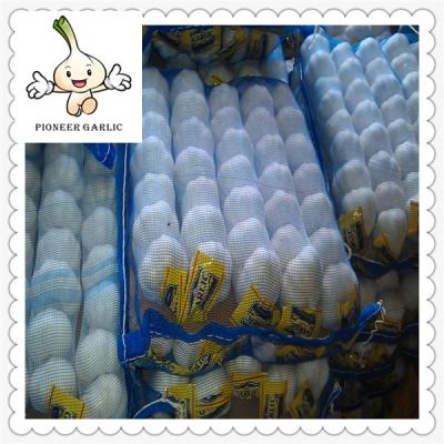 China WHOLESALE GARLIC 2015 new crops fresh bulk for sale