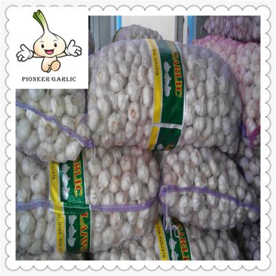 China China Natural Fresh Garlic in small mesh bag in bag cheap price for sale