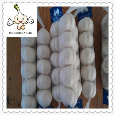 China New Crop Best Fresh Garlic Price 5cm size fresh white garlic price for sale