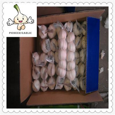 China Fresh Style fresh nomal garlic Chinese Fresh Normal White Garlic 5.5 cm for sale