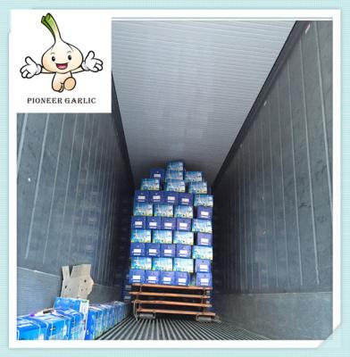 China wholesale bulk cold store fresh natural garlic for thailand Russian Indonesia for sale