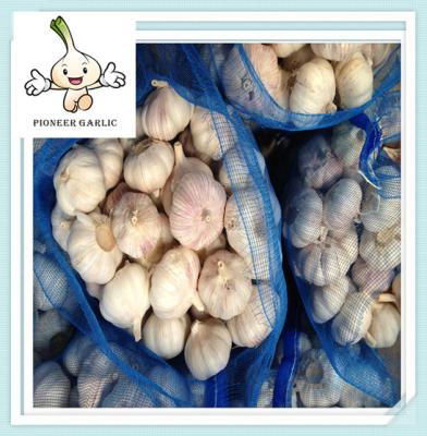 China 2016 New Garlic Grop Normal garlic packaged 20kg/mesh Bag Garlic Exported for sale