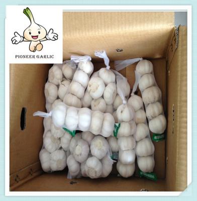 China Common fresh normal white garlic, ordinary fresh red garlic price in China for sale