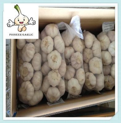 China 2016 Fresh Garlic - new arrival, hot sales chinese new crop garlic for sale