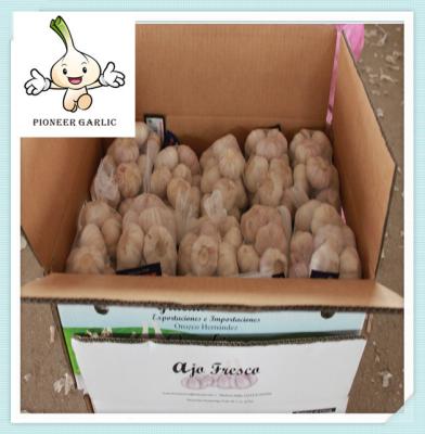 China Dry white Garlic Normal White Garlic Fresh Garlic export whole garlic best for sale