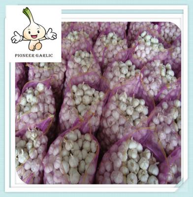 China 2016 New Crop Fresh Garlic Snow White Garlic 5.0CM Up (500g/Mesh Bag) for sale