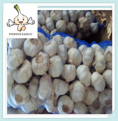 China fresh high quality natural garlic for sale quality china agriculture food for sale