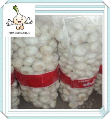 China Super Snow White Garlic Jinxiang Red Garlic Purple Garlic 5.0cm 5kg Mesh Bag for sale