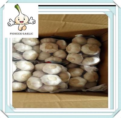 China white garlic Chinese Fresh Super White Garlic 5.5CM Garlic 4Pcs/Bag In 10Kg Carton for sale