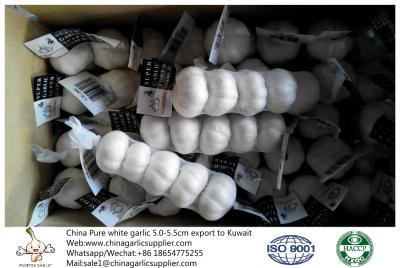 China Garlic to Kuwait with small package size of 5.0 to 5.5 cm. for sale
