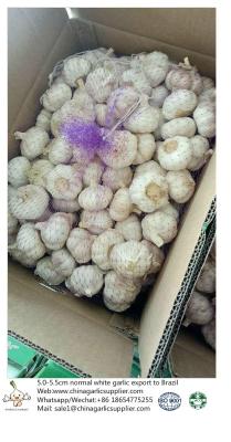 China China fresh garlic export to Brazil by Pioneer Garlic Group for sale