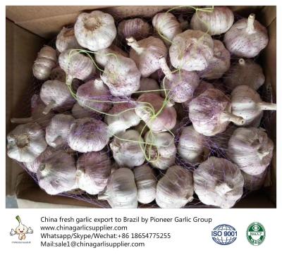 China China fresh garlic export to Brazil by loose packing carton box.5.5-6.0cm for sale