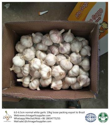 China China fresh garlic export to Brazil by the Pioneer garlic group.6.0-6.5cm normal white garlic. for sale