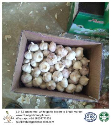 China China fresh garlic export to Brazil By pioneer garlic group. 5.5-6.0cm loose packing carton box for sale