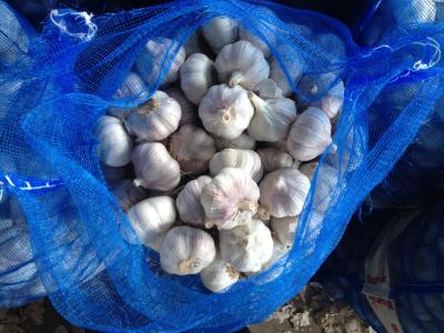 China China fresh garlic export to Ecuador with mesh bag. for sale