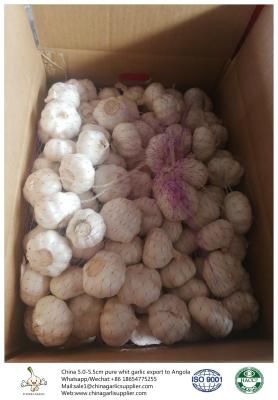 China China fresh garlic export to Angola by Pioneer garlic with 10kg loose packing ctn box for sale