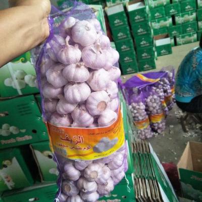 China China fresh garlic export to Algeria by Pioneer garlic group with 10kg mesh bag for sale