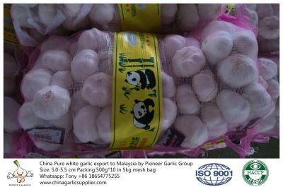 China China pure white garlic export to Malaysia with 5.0-5.5 cm in 5kg mesh bag for sale