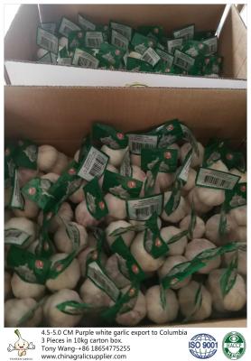 China Garlic to Columbia; package: 3 pieces in 10 kg carton box; Size: 4.5-5.0 cm; Normal white garlic. for sale