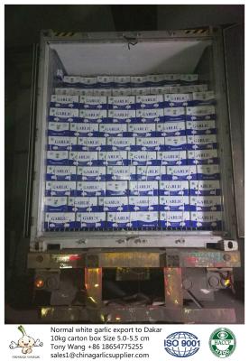 China Garlic to Senegal, normal white garlic with 10kg carton box. one container can load 27.5 tons. for sale