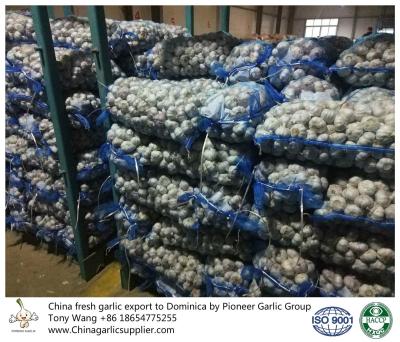 China Garlic to Dominica with mesh bag package. for sale