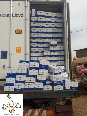 China Garlic to Senegal with 10kg carton box.Normal white garlic export. for sale
