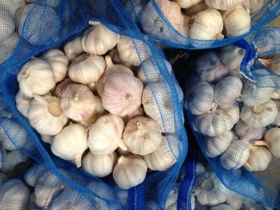 China Garlic to Ecuador for sale
