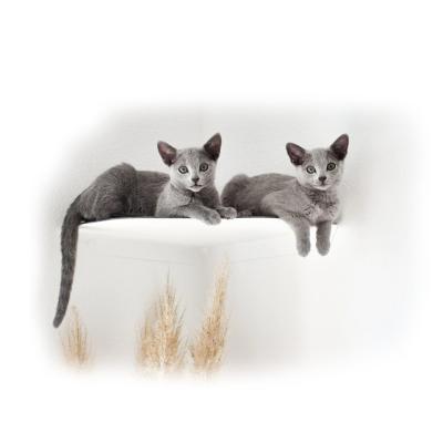 Cina Mensola per gatti montata a parete Sedile per gatti moderno in metallo con installazione preperforata in vendita